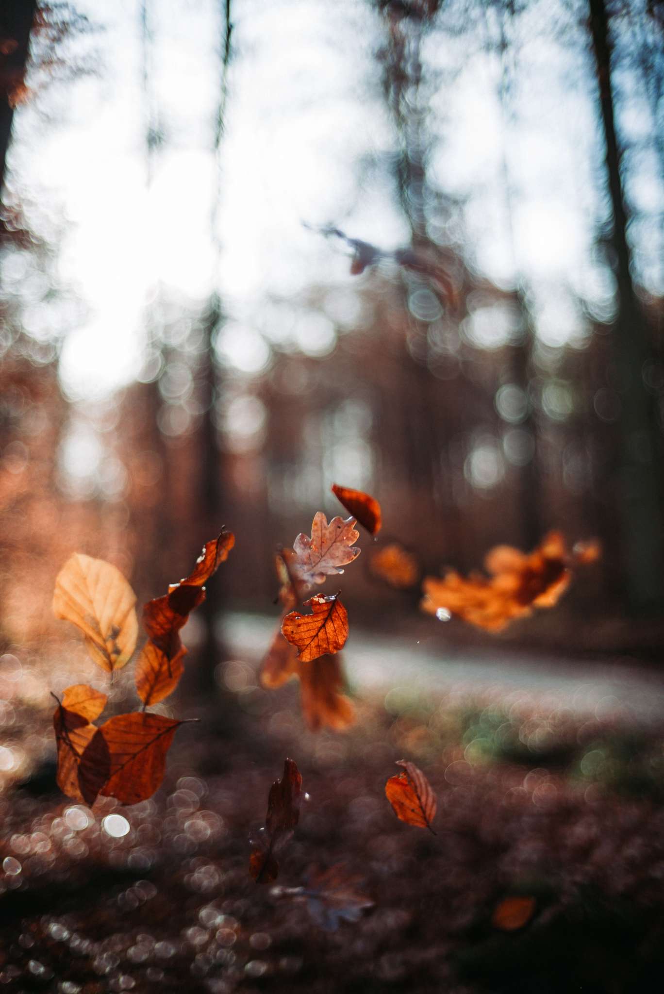 Fall Guide Cypress TX | Jo & Co.