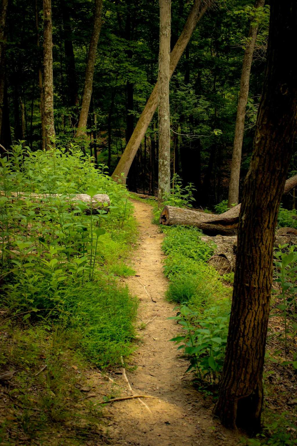 Best Neighborhoods in The Woodlands, Texas Near Nature Parks & Trails ...